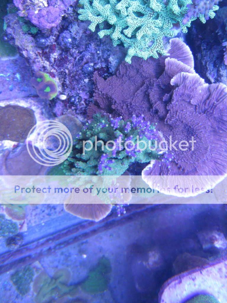 Fragging most of my SPS (some ORA) | REEF2REEF Saltwater and Reef ...